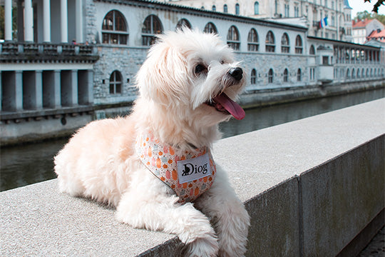 Diog - Handmade Beautiful Dog Collars Harnesses Bow-ties