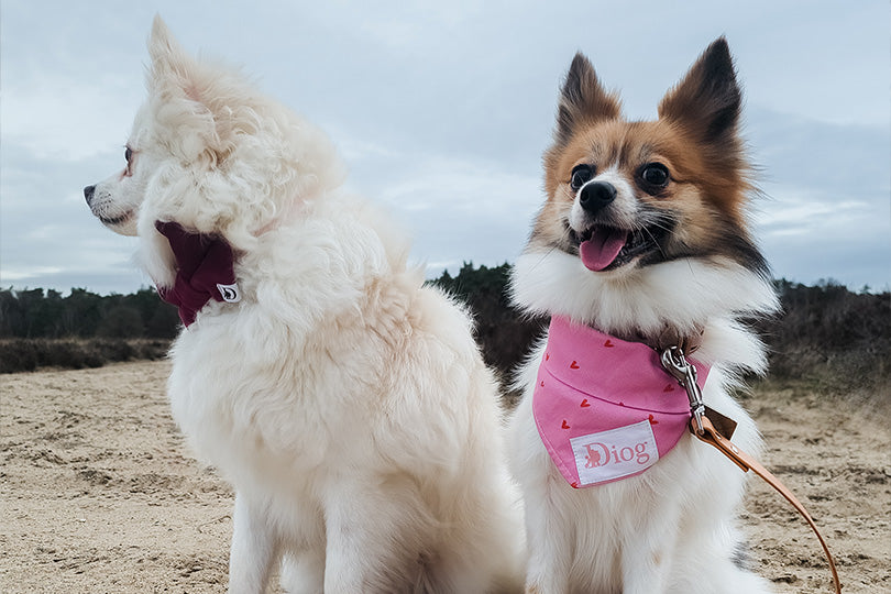 Diog - Handmade Beautiful Dog Collars Harnesses Bow-ties