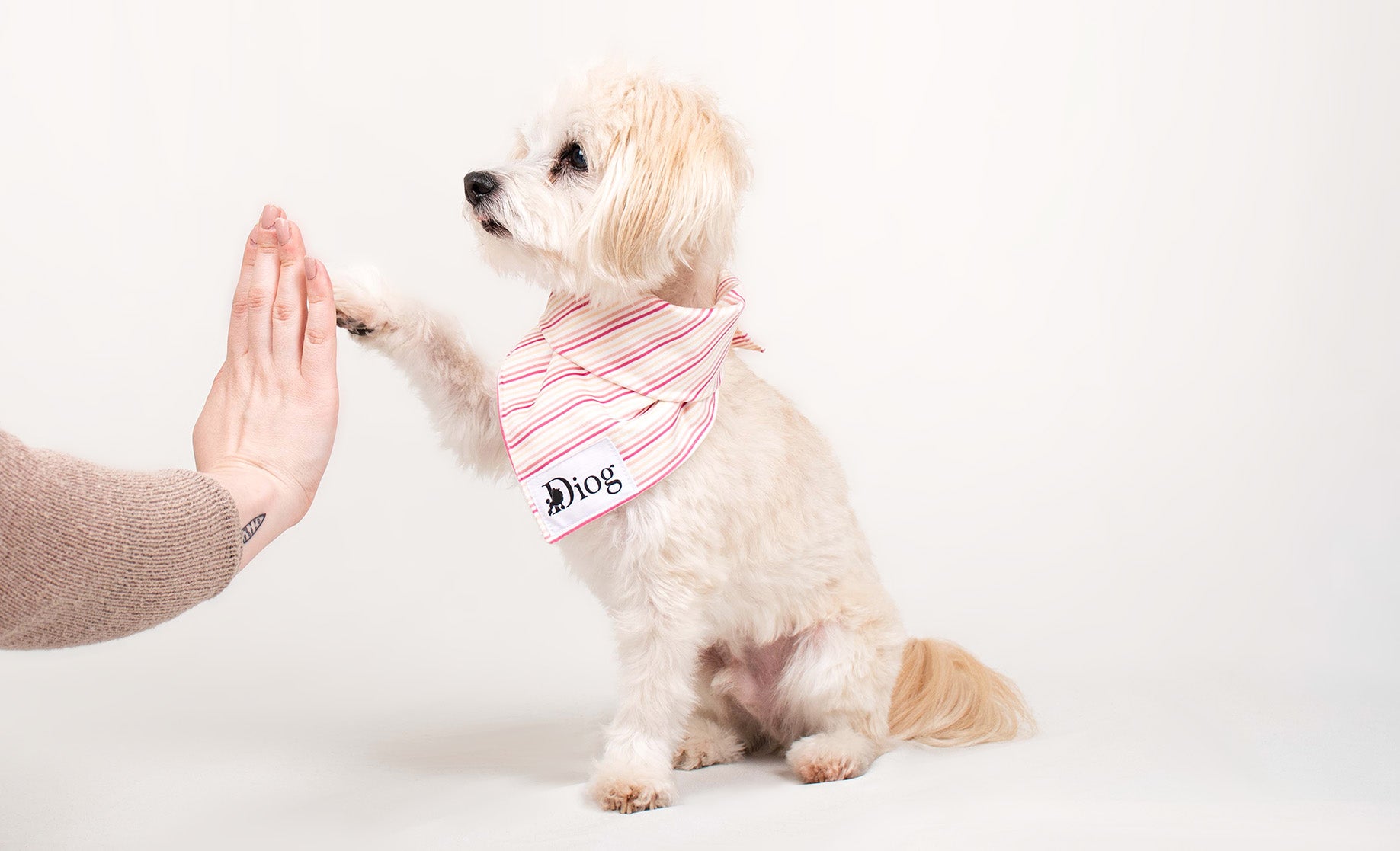 Diog - Handmade Beautiful Dog Collars Harnesses Bow-ties