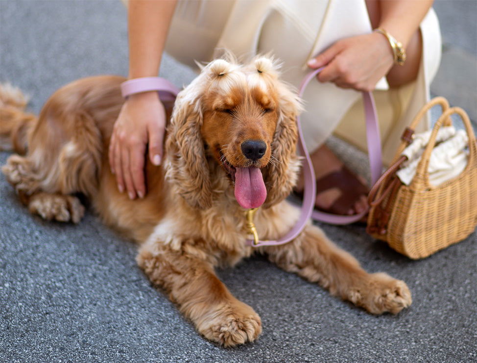 Diog - Handmade Beautiful Dog Collars Harnesses Bow-ties